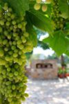 Day Trip: Thomas Monroe and Kate Norris, Division Wine Company - Imbibe ...