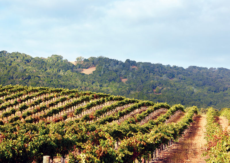 A Modern Approach to Winery Design - Imbibe Magazine