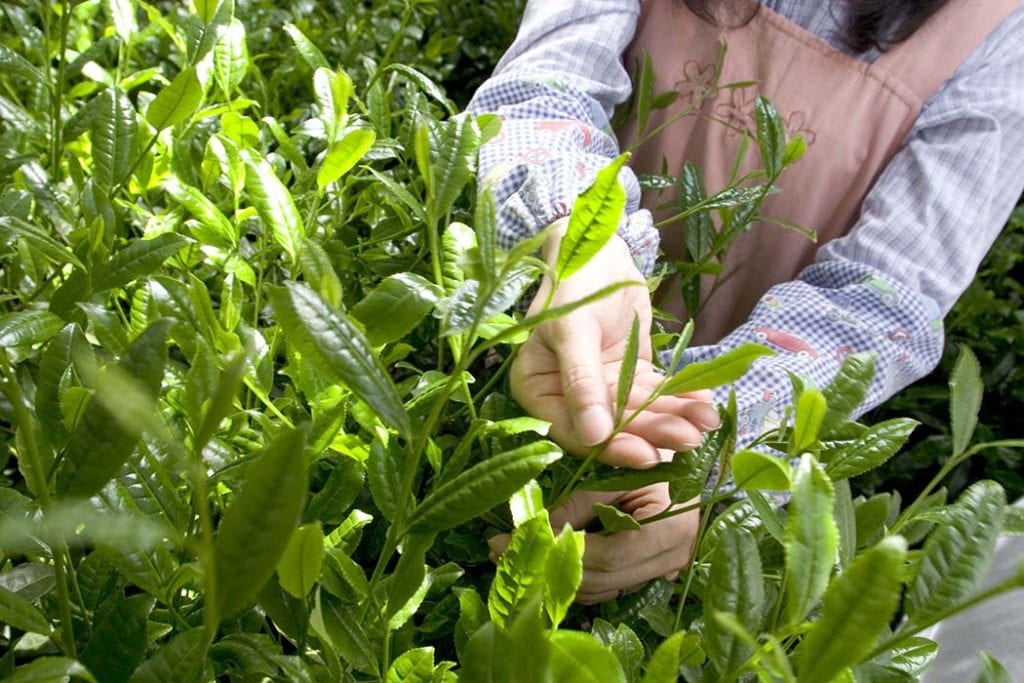 A Guide to Japanese Green Tea Styles - Imbibe Magazine