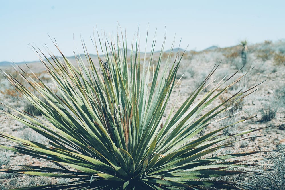 Meet Sotol, Mexico's Other Indigenous Spirit - Imbibe Magazine