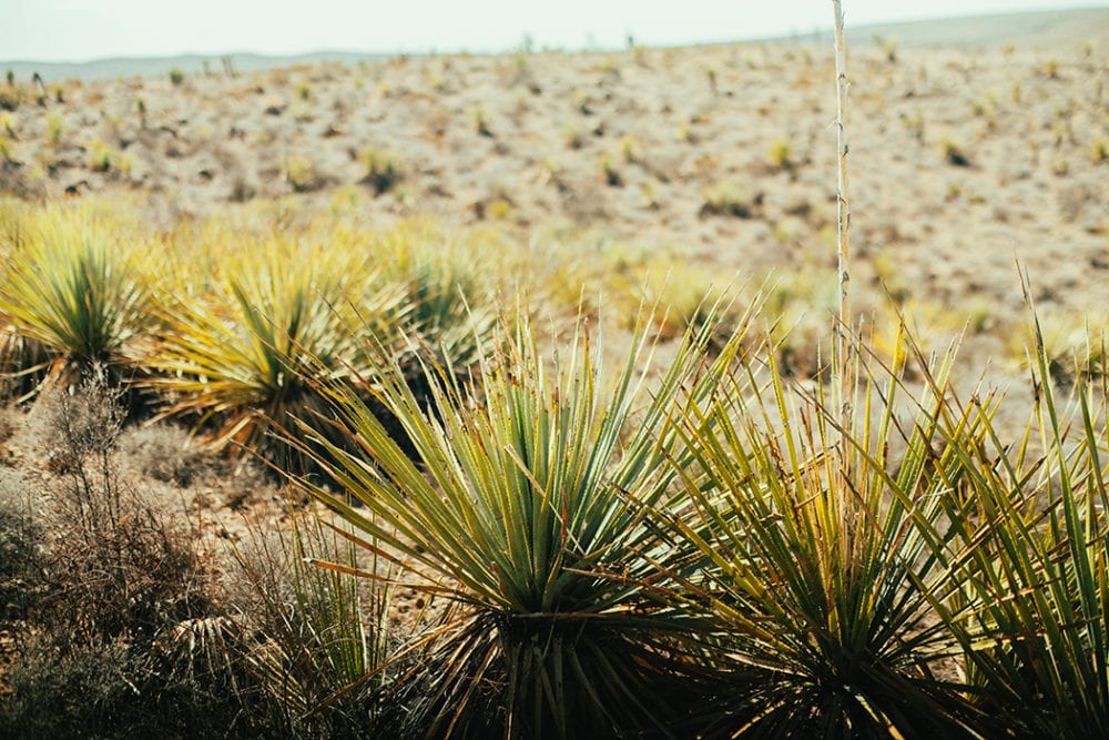 Meet Sotol, Mexico's Other Indigenous Spirit - Imbibe Magazine