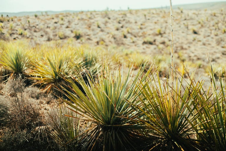 Meet Sotol, Mexico's Other Indigenous Spirit - Imbibe Magazine