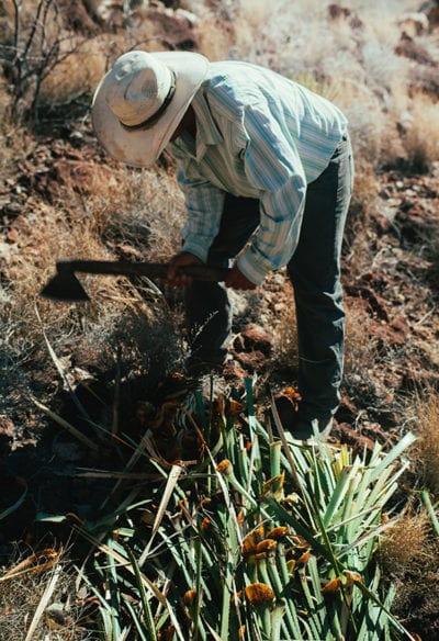 Meet Sotol, Mexico's Other Indigenous Spirit - Imbibe Magazine