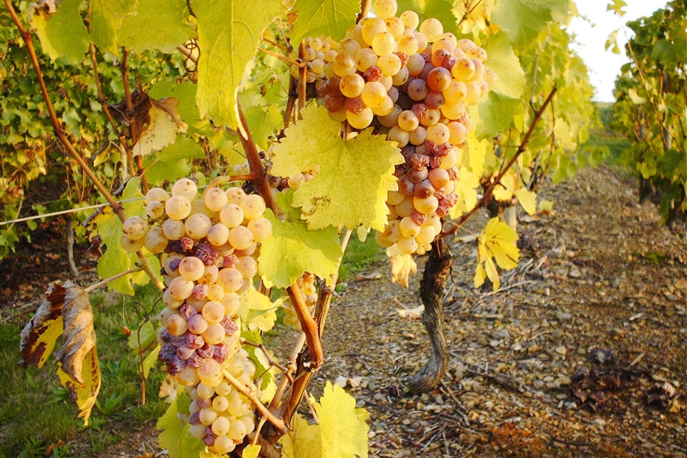 A Beginner's Guide to Chenin Blanc - Imbibe Magazine