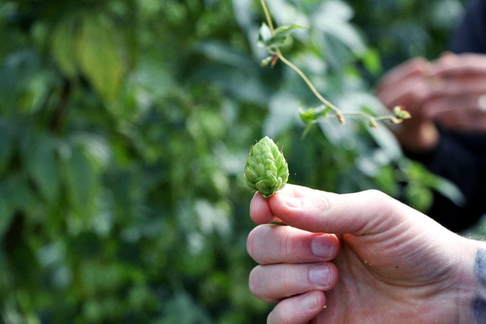 The Magic of Hop Harvest - Imbibe Magazine