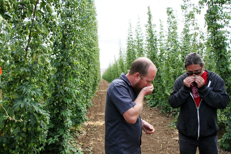 The Magic of Hop Harvest - Imbibe Magazine