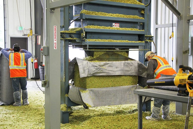 The Magic of Hop Harvest - Imbibe Magazine