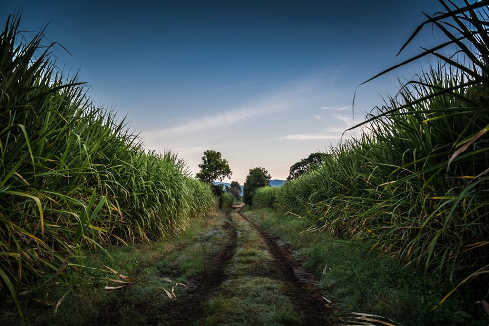 Charanda: A Storied Mexican Spirit at Risk - Imbibe Magazine