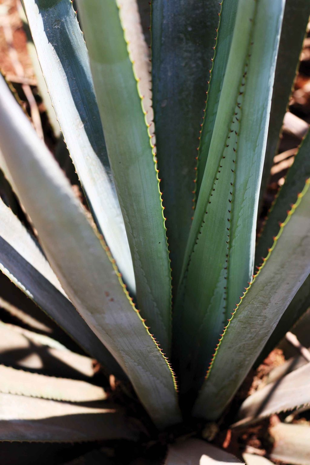 A Beginner's Guide to Agave Spirits - Imbibe Magazine