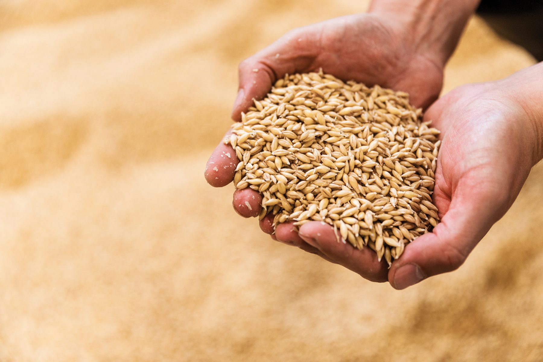 Breweries Embrace the Burgeoning Craft Malting Industry - Imbibe Magazine