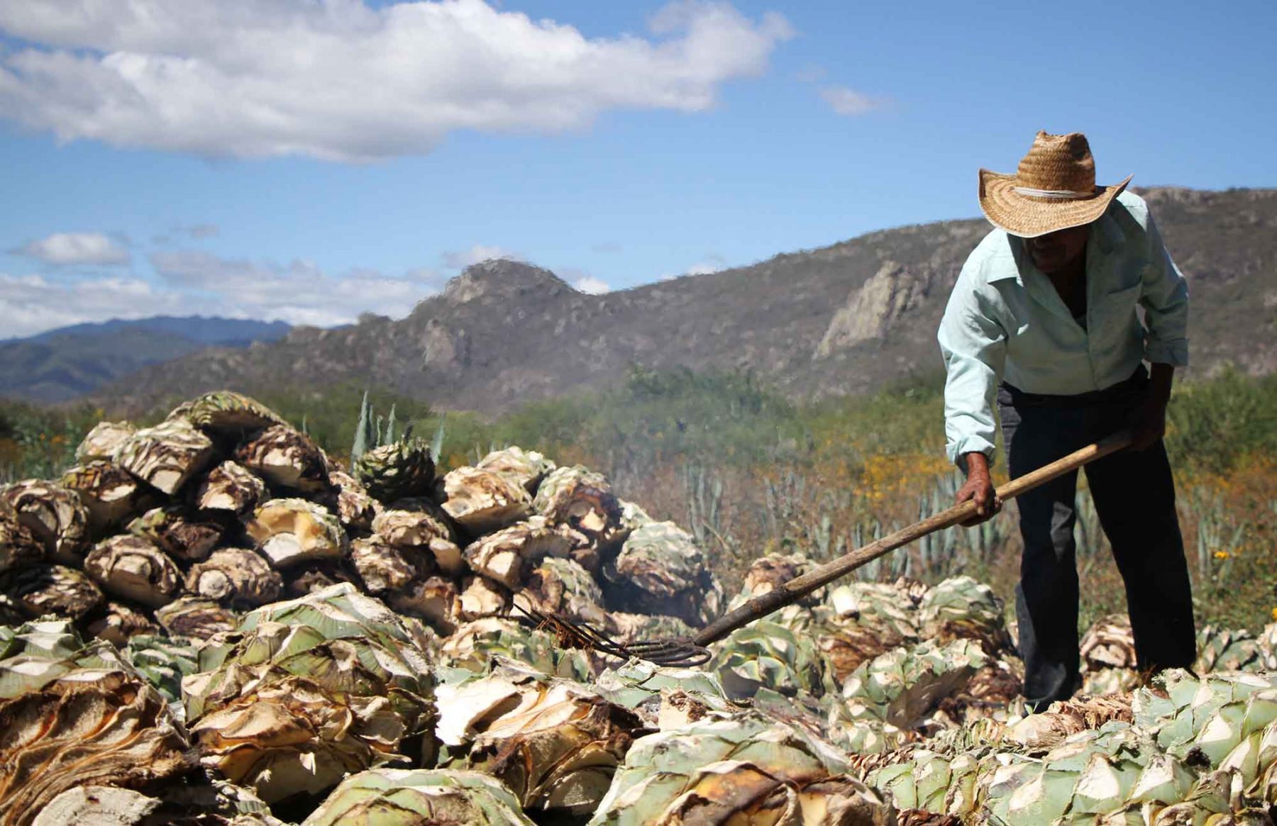 A Beginner's Guide to Agave Spirits - Imbibe Magazine
