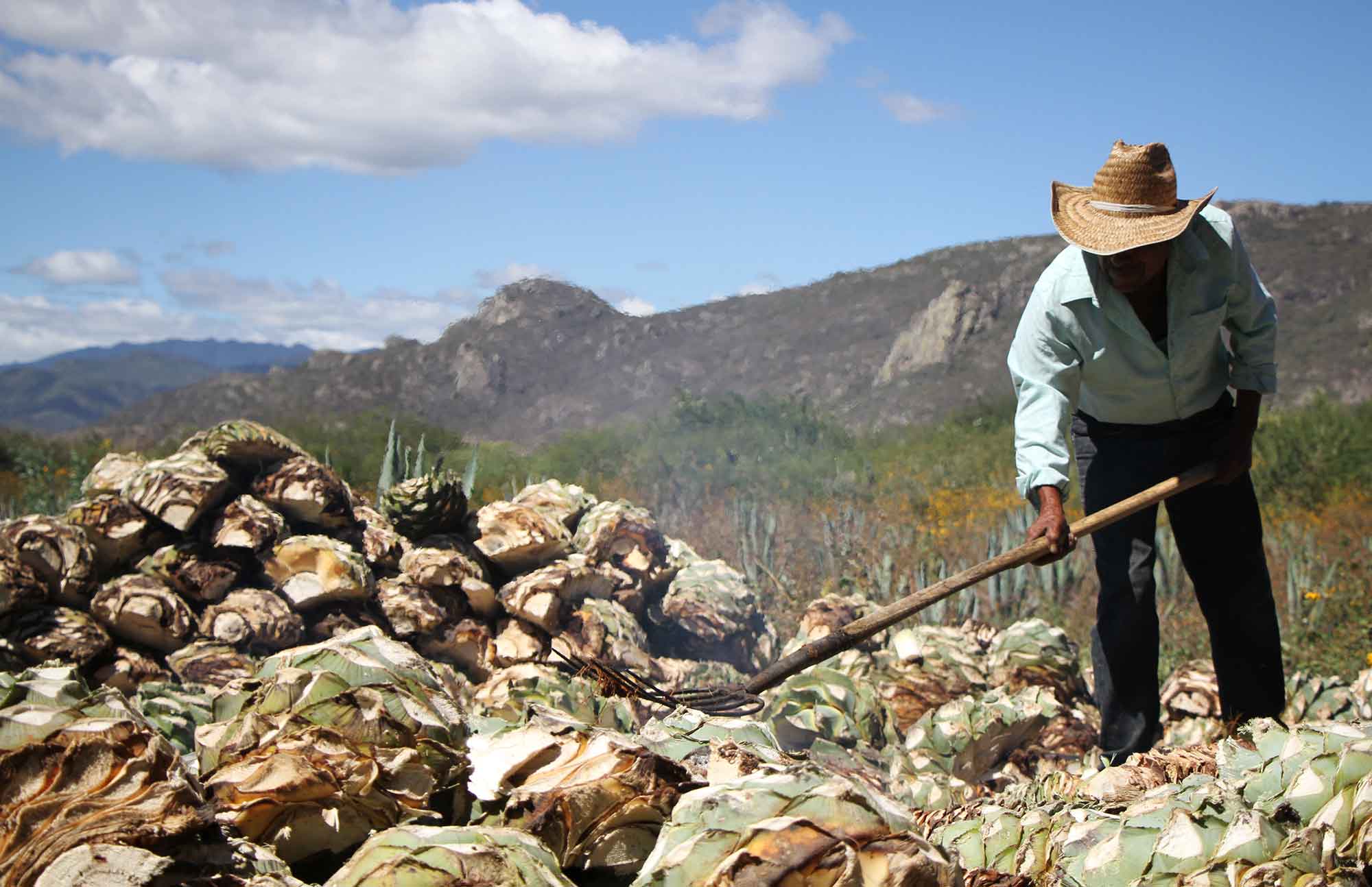 A Beginner's Guide to Agave Spirits - Imbibe Magazine