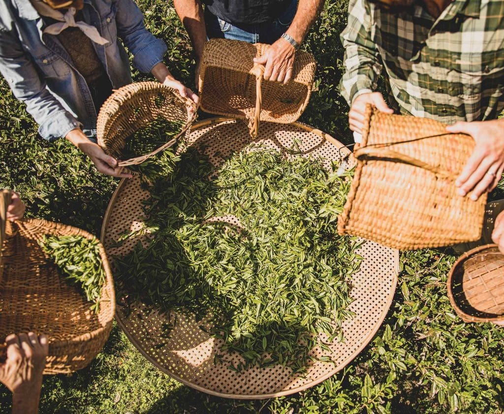 Drink of the Week: Tea Bar Boba Tea - Imbibe Magazine