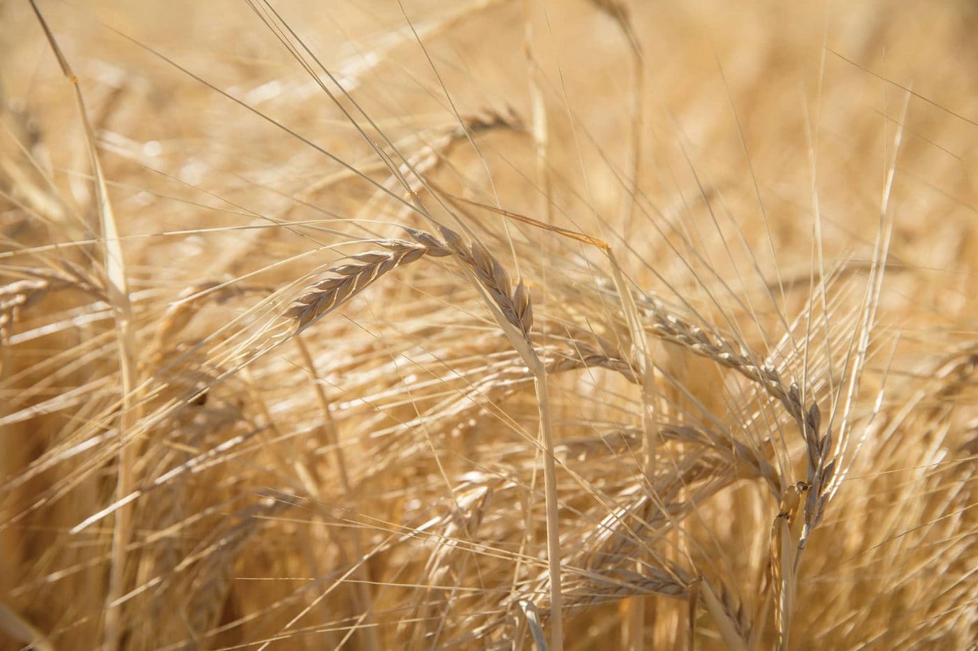 Rye Whiskey Distillers Tackle Grain-to-Glass - Imbibe Magazine