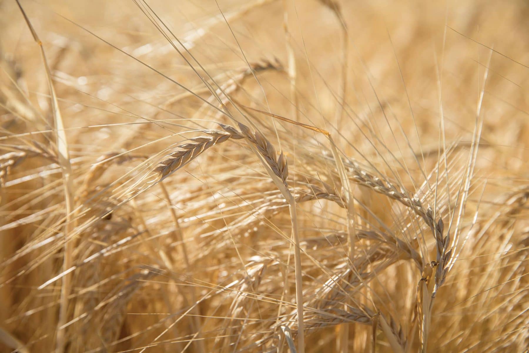 Rye Whiskey Distillers Tackle Grain-to-Glass - Imbibe Magazine