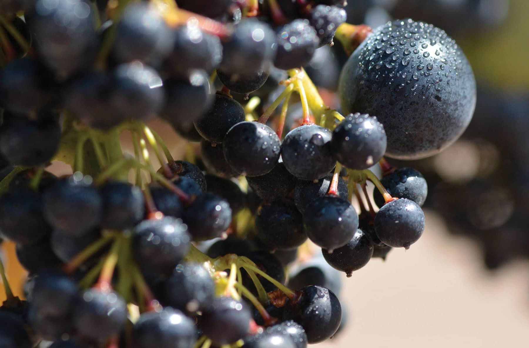 The Quest to Recover Ancestral Grape Varieties in Catalonia - Imbibe ...