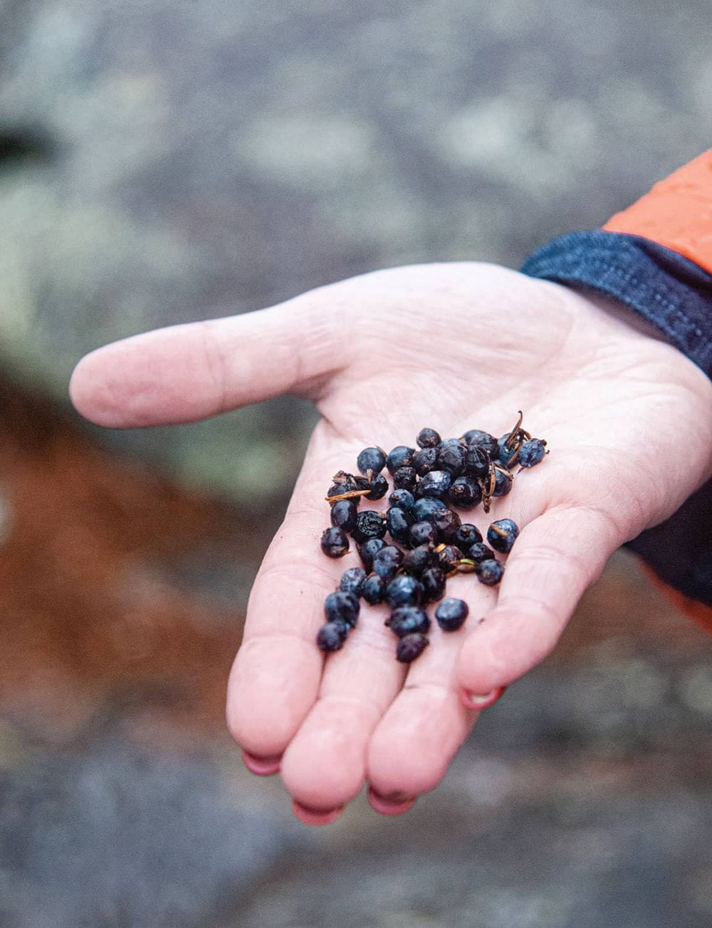 Craft Gins Get a Boost From Native Juniper - Imbibe Magazine