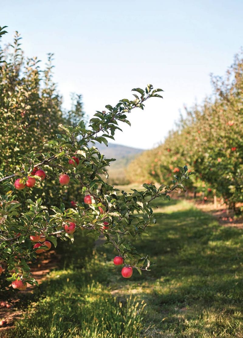 Coming Home to Appalachian Apple Country - Imbibe Magazine