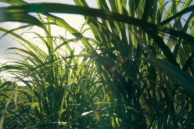 The Wild Diversity of Jamaican Rum - Imbibe Magazine