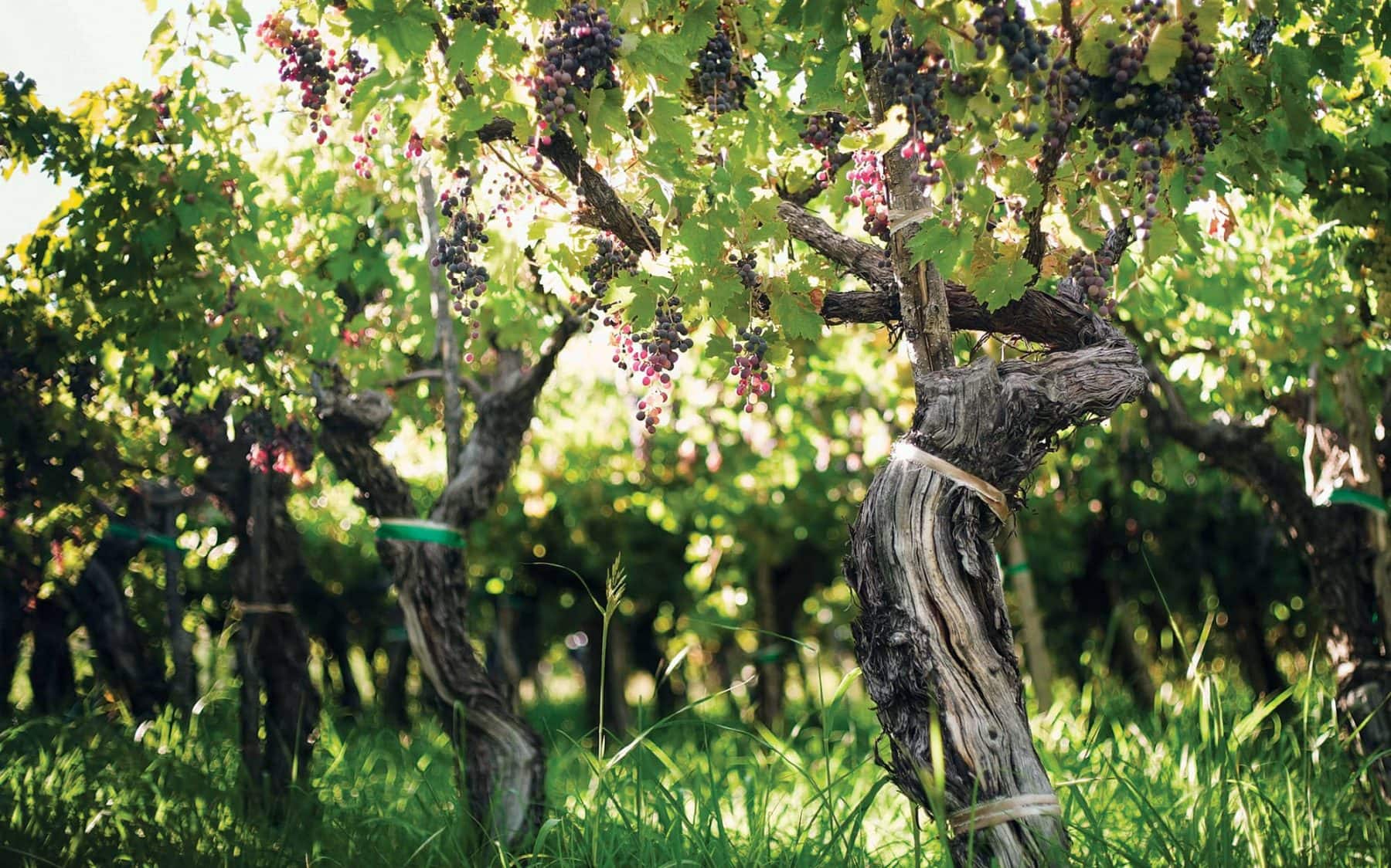 Texas Wine Scene - Imbibe Magazine