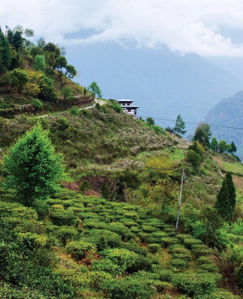 Unexpected Tea Regions Are Flush With Promise - Imbibe Magazine